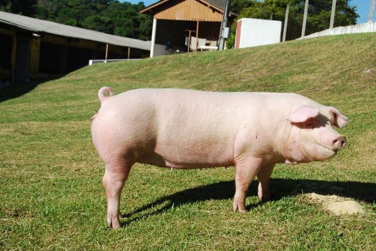 Entendendo o ciclo reprodutivo das matrizes suínas